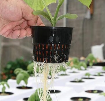 Hydroponic Tomato Net Pot Size: Maximize Your Yield!