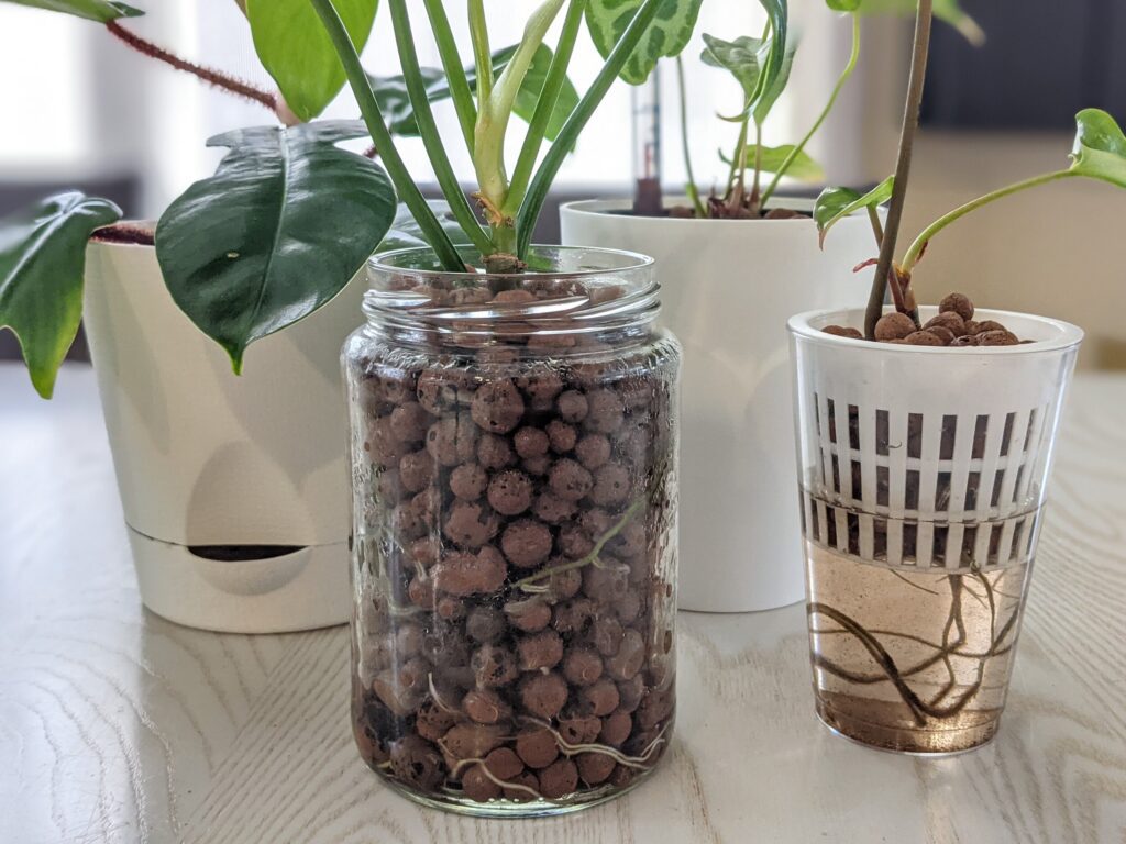 Hydroponic Pots for Houseplants: Grow Greener!